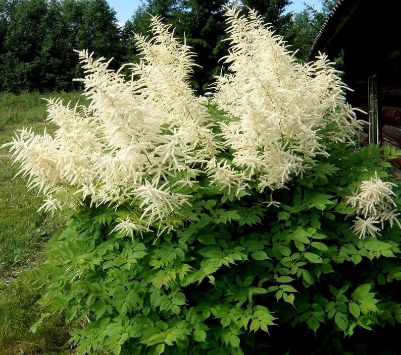 GOATSBEARD Aruncus Sinensis Tall Hardy Perennial Goat's Beard 30 Seeds ...
