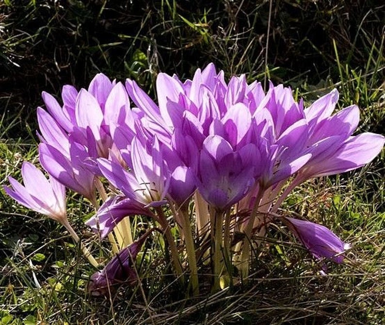 Huge FALL CROCUS Colchicum Bornmuelleri Hardy Perennial Bulk - Etsy
