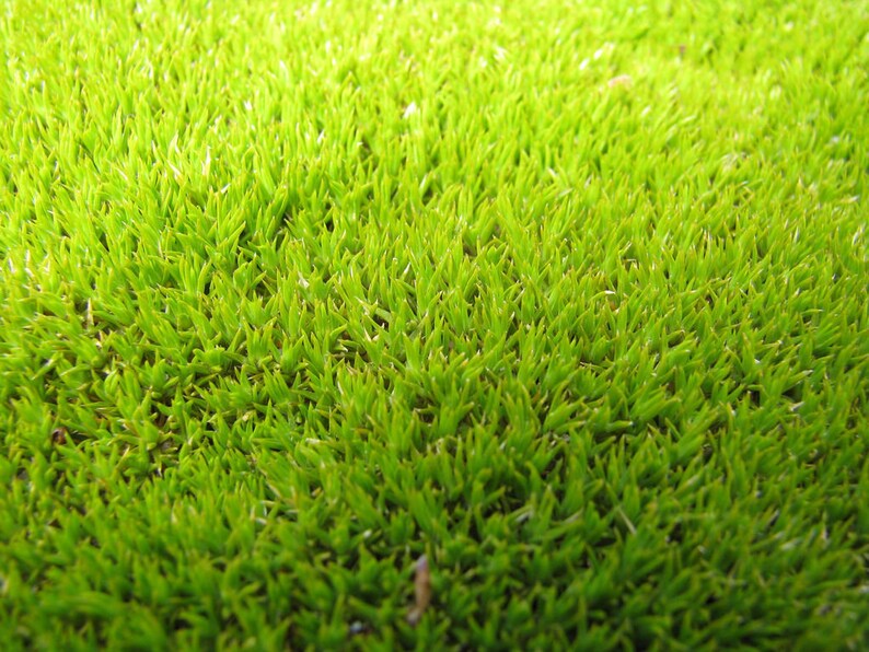 NEW ZEALAND MOSS Scleranthus Uniflorus Groundcover Gnarled | Etsy