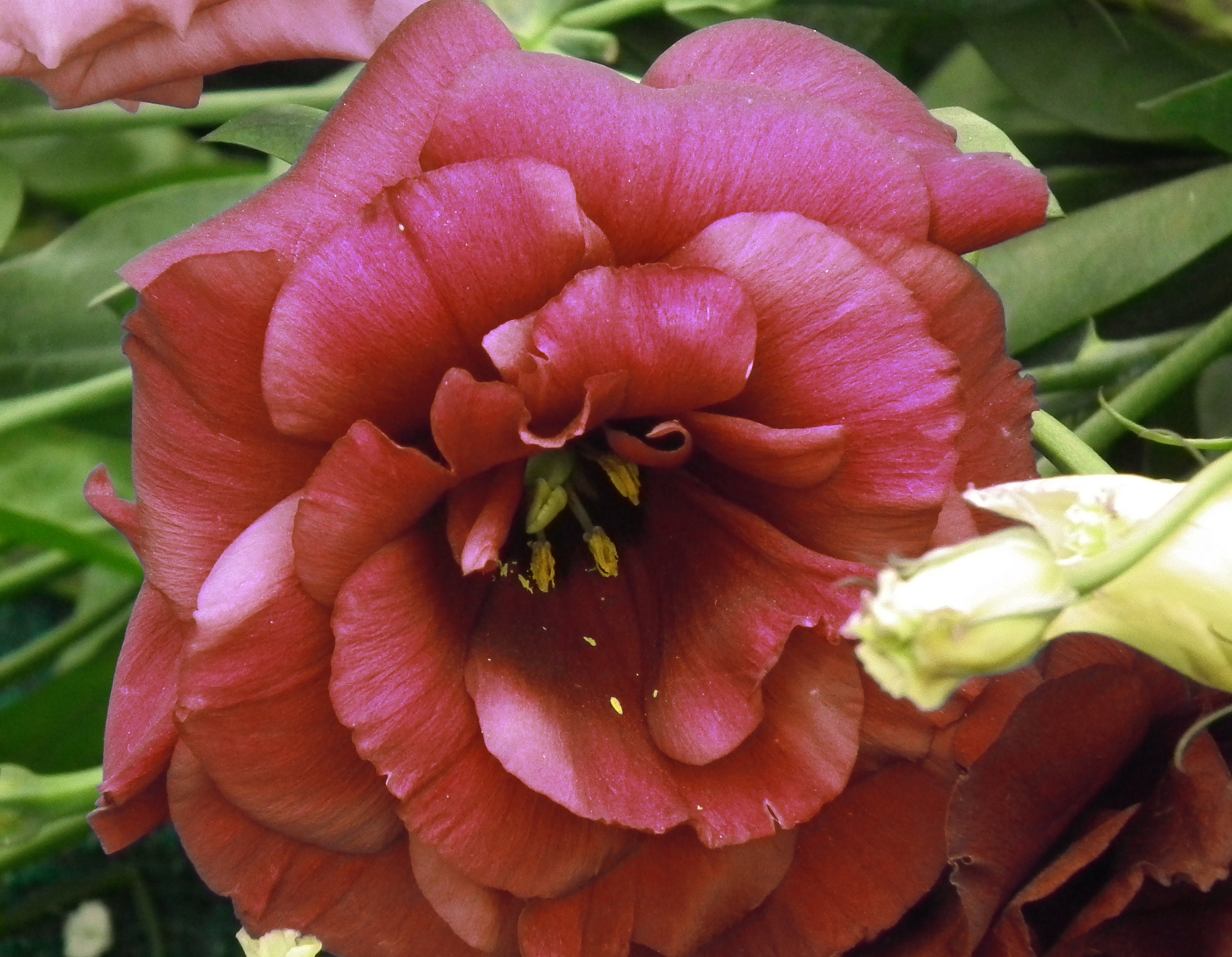 ROSE BROWN LISANTHUS Ruffled Fully-double Flowers Eustoma 5 | Etsy