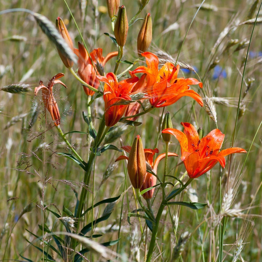 FIRE LILY Lilium Bulbiferum Ssp. Croceum 5 Seeds - Etsy