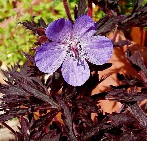 PURPLE HAZE GERANIUM Pratense Dark Leaves Pelargonium Hardy - Etsy