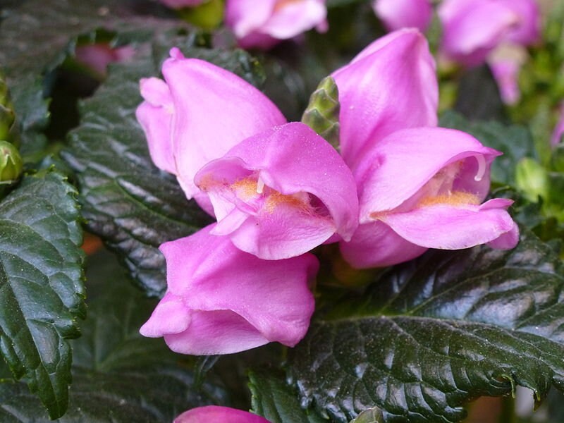 PINK TURTLEHEAD CHELONE Snakehead Hardy Perennial Turtle Head | Etsy