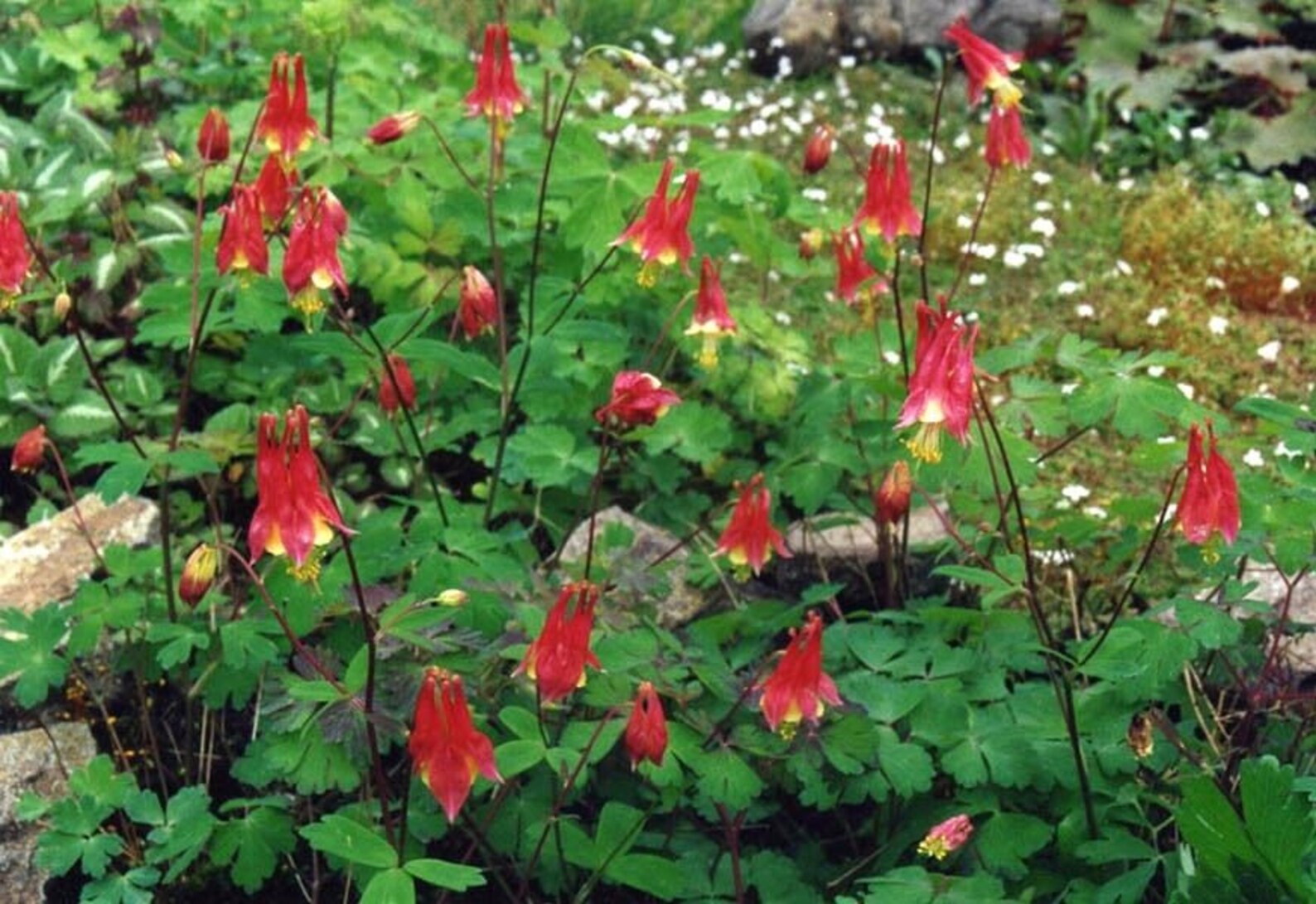 CANADIAN COLUMBINE Eastern Red Aquilegia Canada Canadensis - Etsy UK