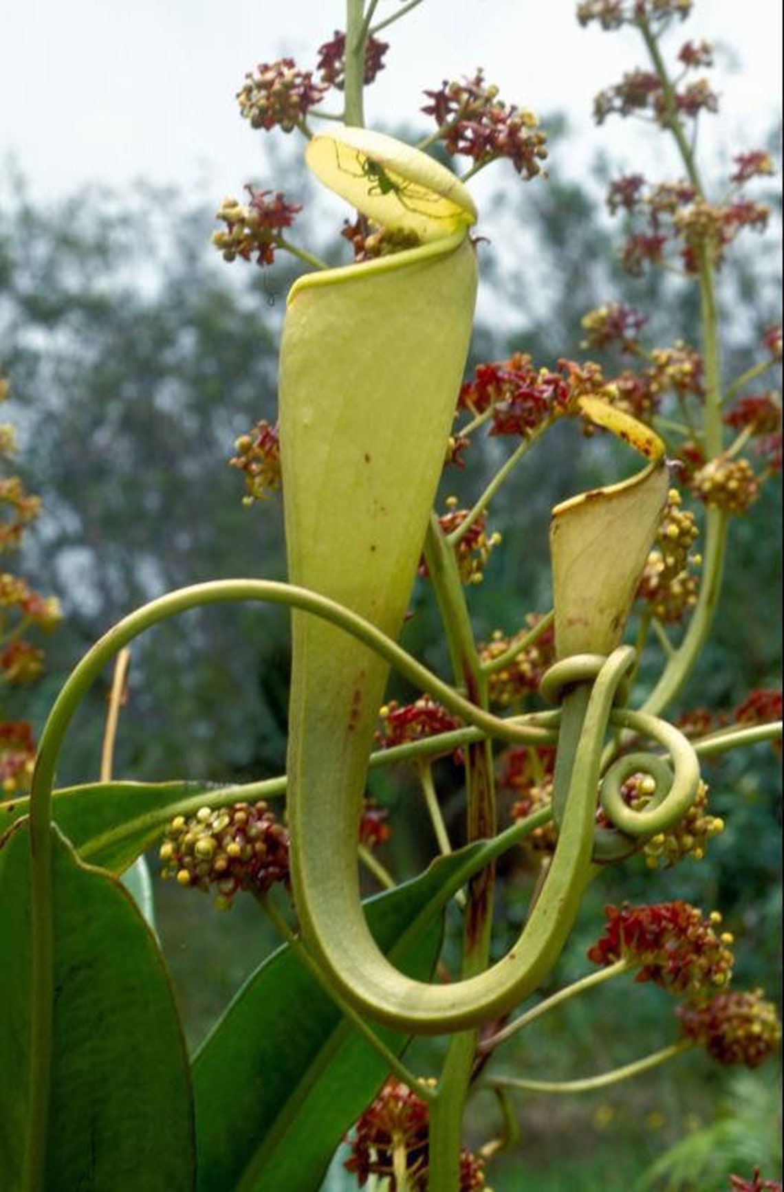 MADAGASCAR PITCHER PLANT Nepenthes Madagascariensis | Etsy