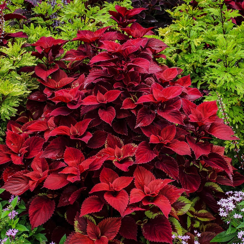 Blood of God Hosta - Etsy Canada