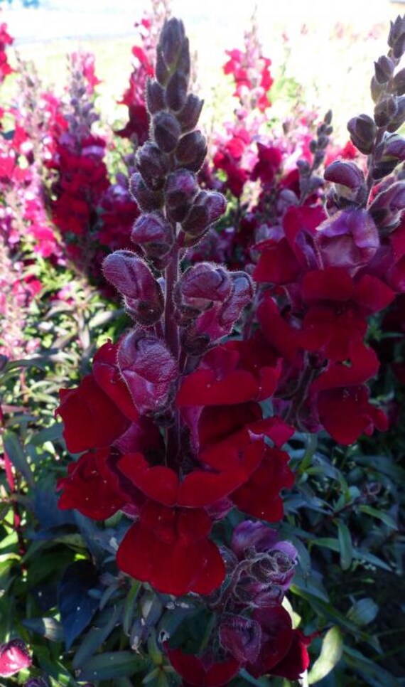 Snapdragon Color Red
