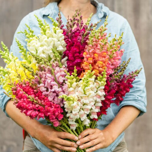 Snapdragon Assorted Mix Seeds - Etsy
