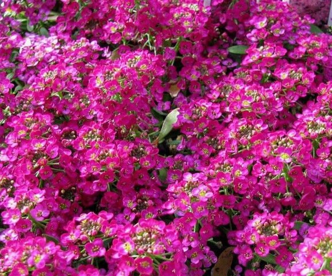 DEEP ROSE Sweet ALYSSUM Red Pink Lobularia Basket Fragrant - Etsy