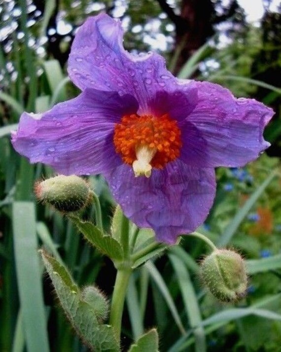 Himalayan Poppy VIOLET MECONOPSIS Betonicifolia Baileyi - Etsy Canada