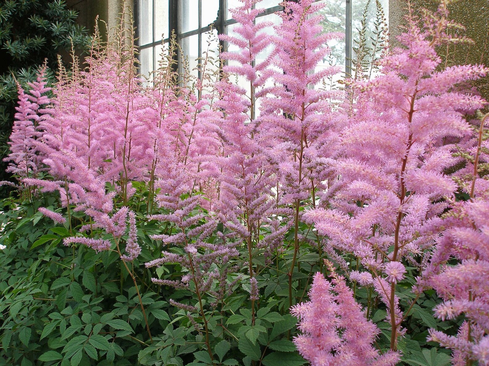 TALL ASTILBE MIX Shade Perennial Hardy Ardensii 10 Seeds | Etsy