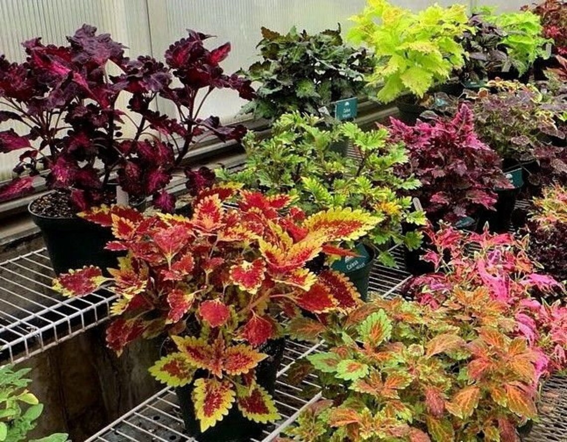 VIBRANT COLEUS MIX Shade Assortment Mixed 30 Seeds | Etsy