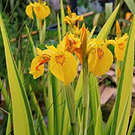 VARIEGATED IRIS Pseudacorus Variegata Flag Perennial Bog Water - Etsy