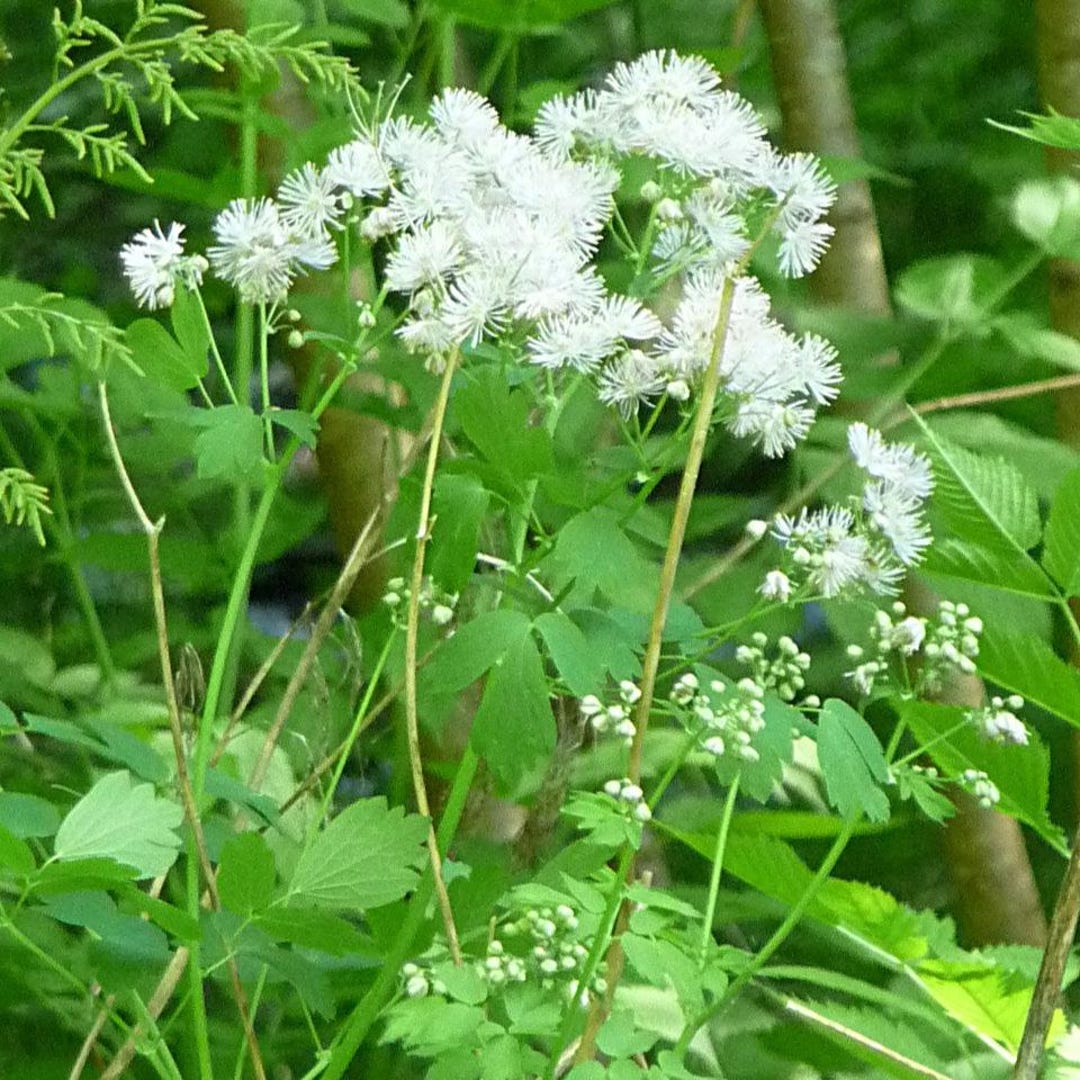 GIANT TALL MEADOW Rue, King of the Meadow Thalictrum Polygamum Native ...