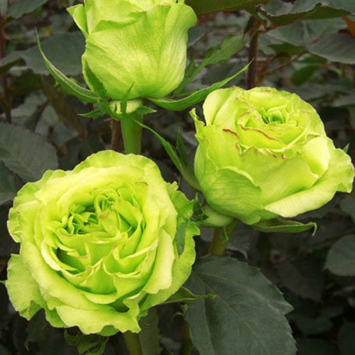 PURPLE CLIMBING ROSE Hardy Zones 3-9 Violet Double Flowers - Etsy