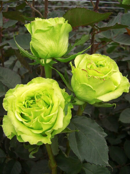 GREEN ROSE Rosa Bush Hardy Zones 3-9 Lime Double Flowers 5 | Etsy Canada