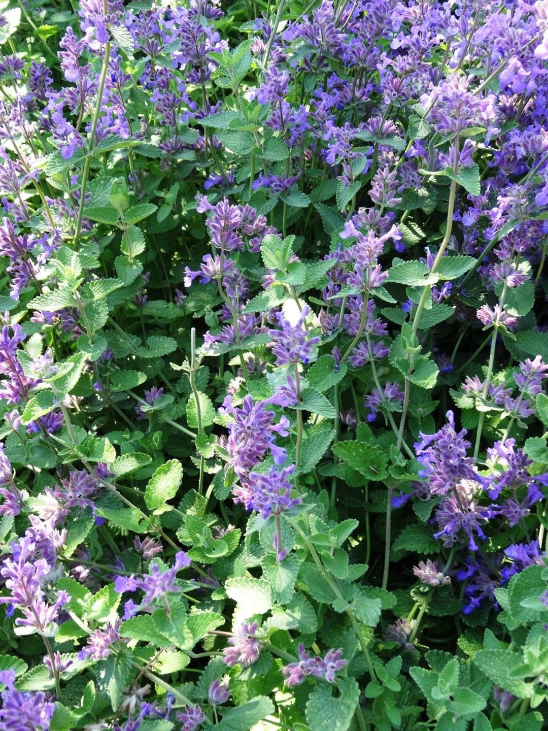 CATMINT, GREY CATMINT Nepeta Mussinni Perennial Cat Mint Hardy ...