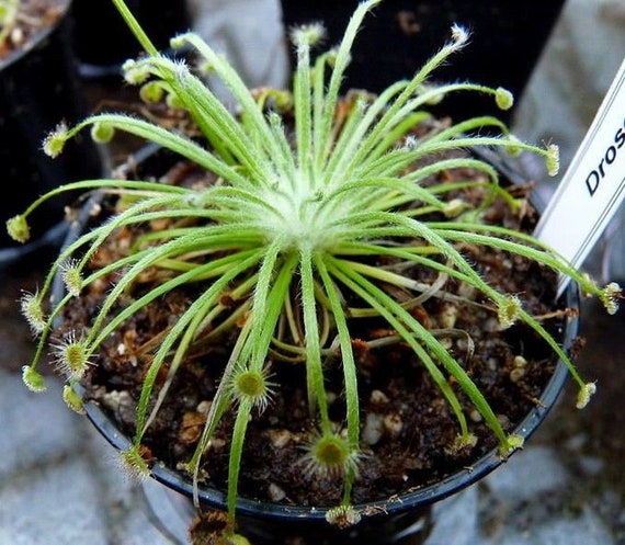 SUNDEW Drosera Broomensis Unique Rare Petiolaris Carnivorous 5 - Etsy