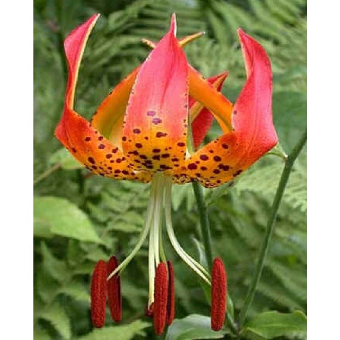 Huge TIGER LILY Lilium Superbum Native Wildflower Turk's - Etsy Canada