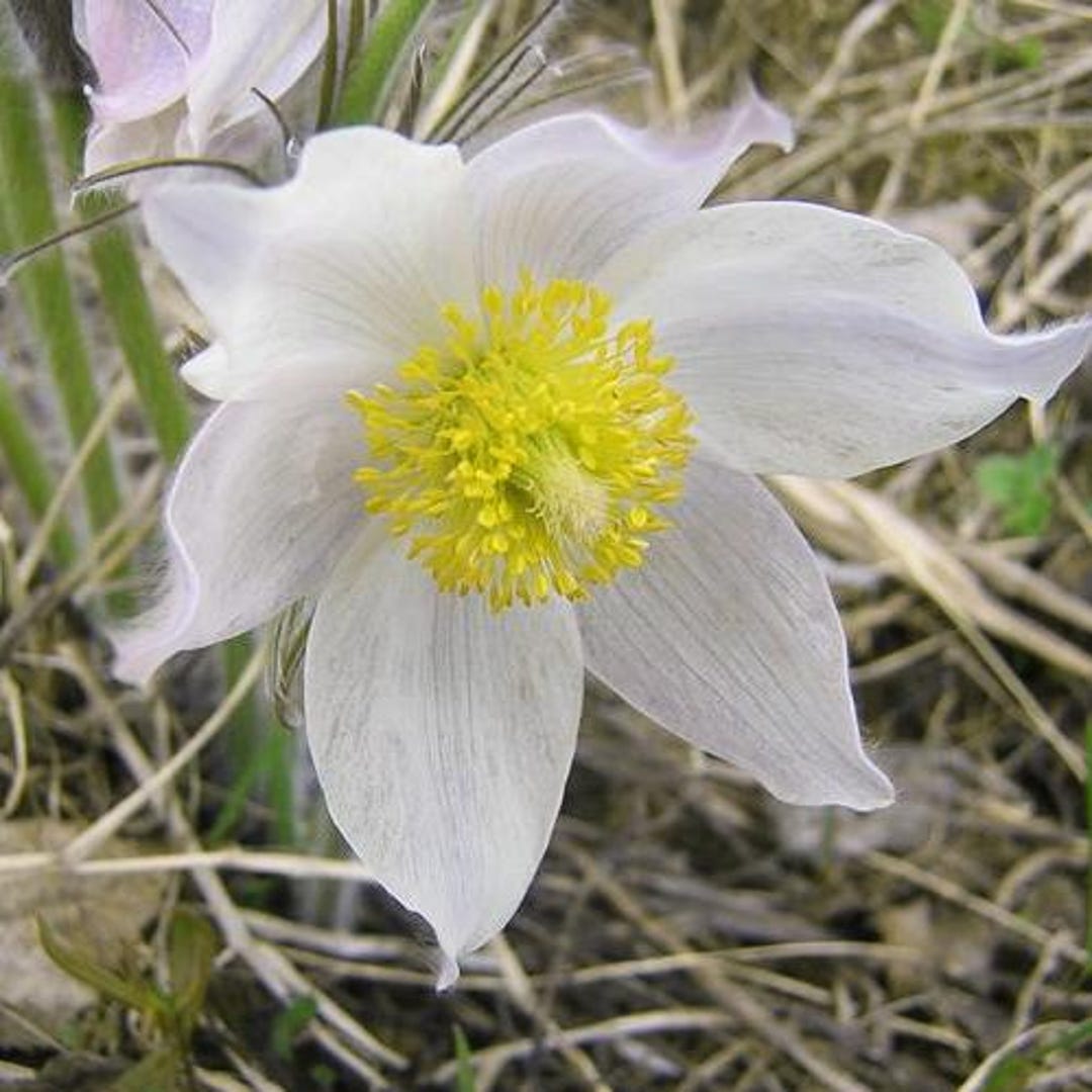 PASQUE FLOWER ANEMONE White Native Anemone Patens Wolfgangiana, 20 ...