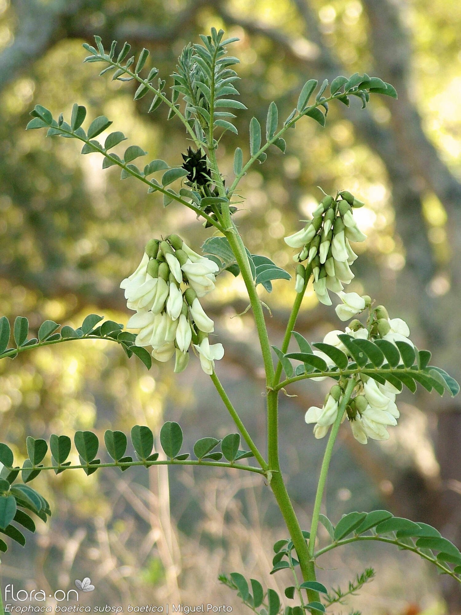 Astragalus Membranaceus Plant