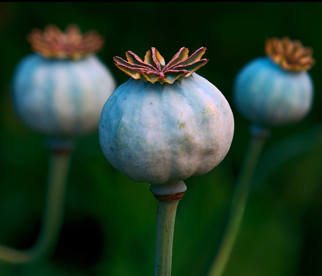 GIANT RATTLE POPPY Giant Huge Flower Pods Dried Arrangements, 10 Seeds ...