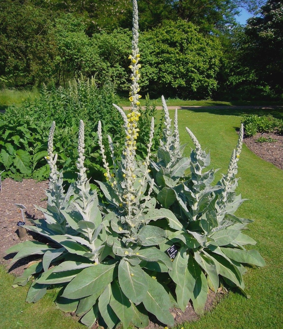 VERBASCUM Yellow Mullein Thapsus Perennial Mullien Wildflower | Etsy
