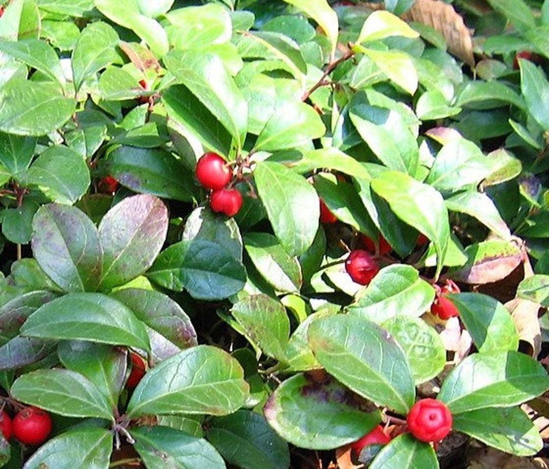 WINTERGREEN AMERICAN, Checkerberry, Teaberry, Boxberry Gaultheria ...
