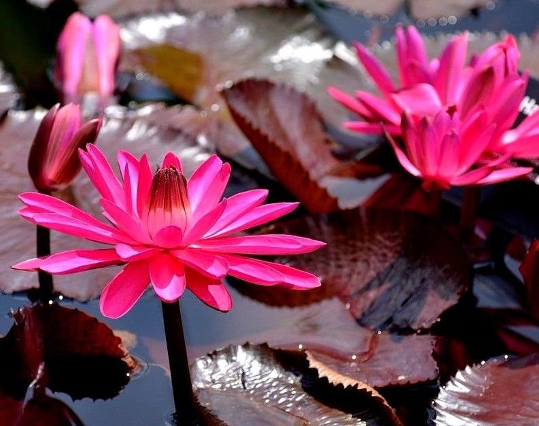 Red Water Lilies