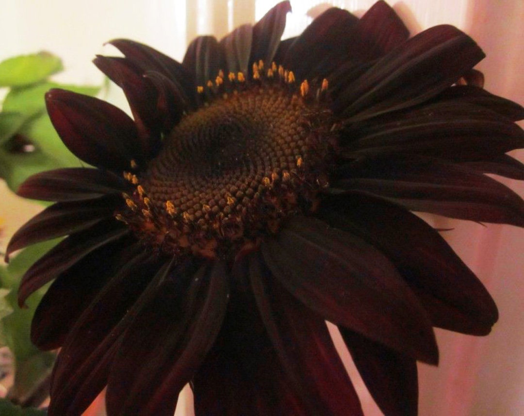 CLARET SUNFLOWER Helianthus Sun Flower One Of The Darkest - Etsy Nederland
