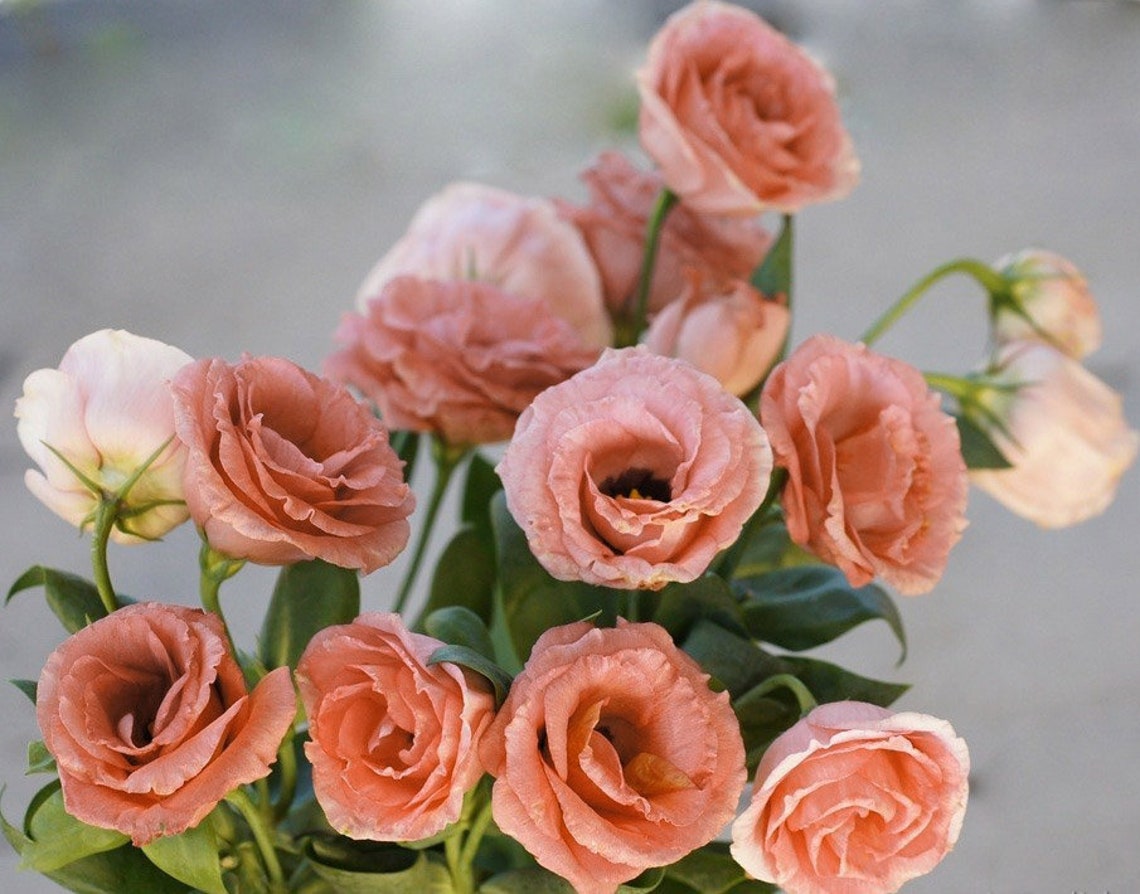 CHAMPAGNE LISANTHUS Double Flowers Lisianthus Eustoma 5 Seeds - Etsy