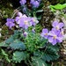 HARDY AFRICAN VIOLET Ramonda Perennial Myconi Pyrenean - Etsy
