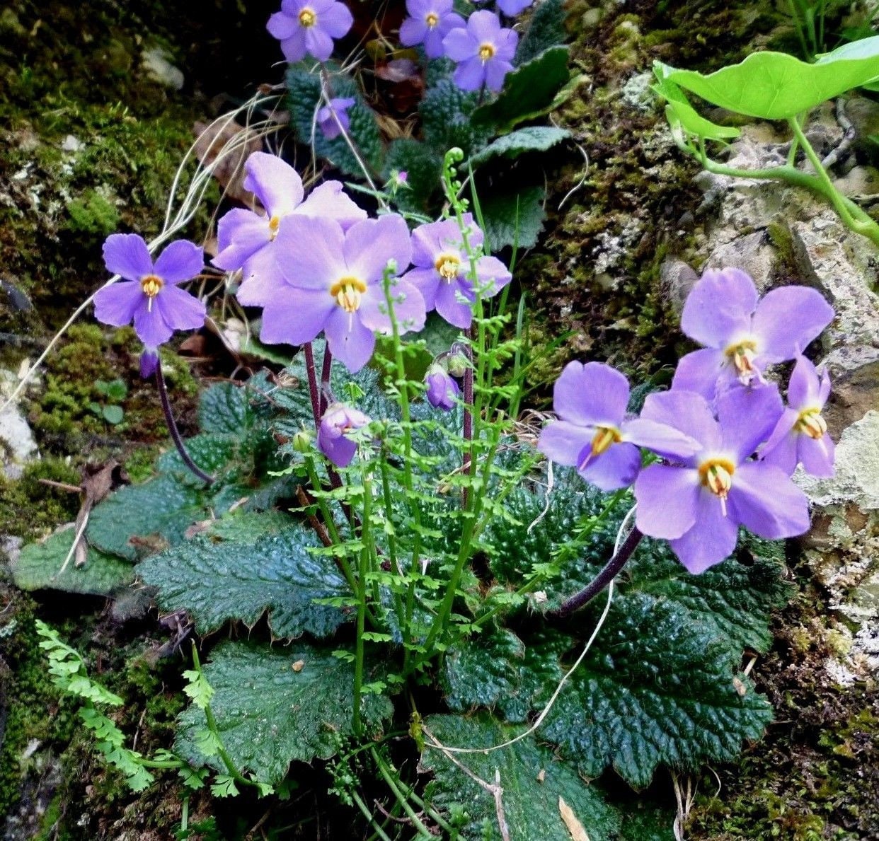 HARDY AFRICAN VIOLET Ramonda Perennial Myconi Pyrenean - Etsy