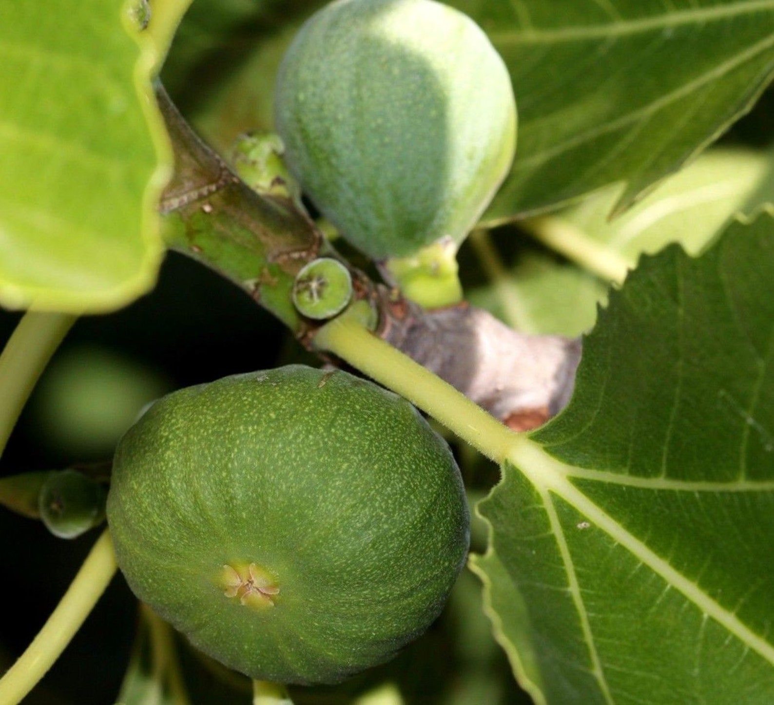 HARDY CHICAGO FIG Ficus Carica Zone 5 10 Seeds - Etsy Canada