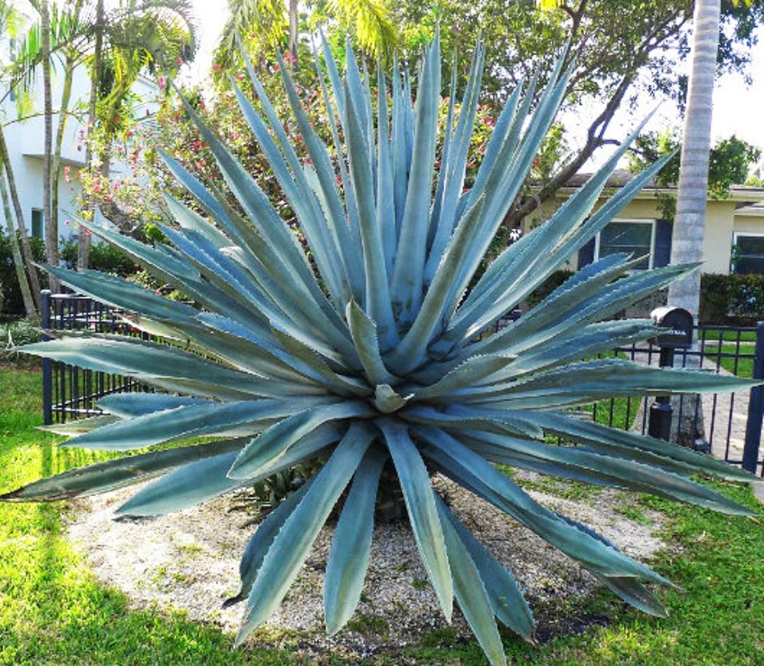 Agave Century Plant Toxin Treatment