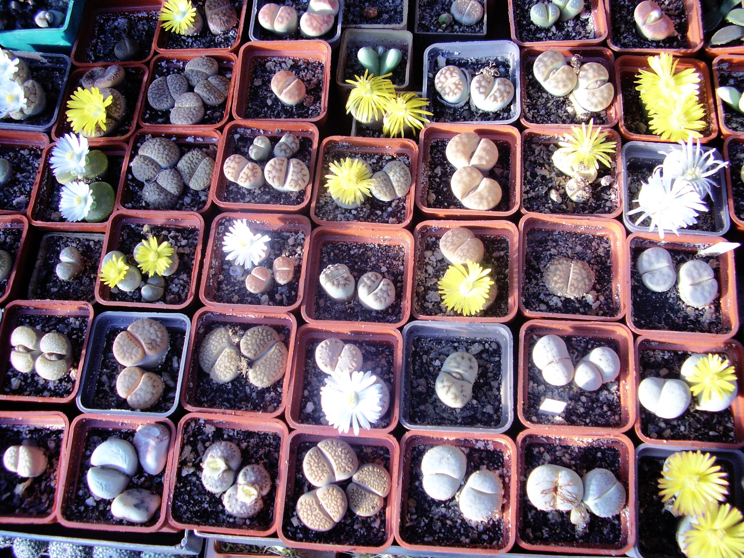 PEBBLE PLANT MIX Lithops Houseplant Succulent 10 Seeds | Etsy