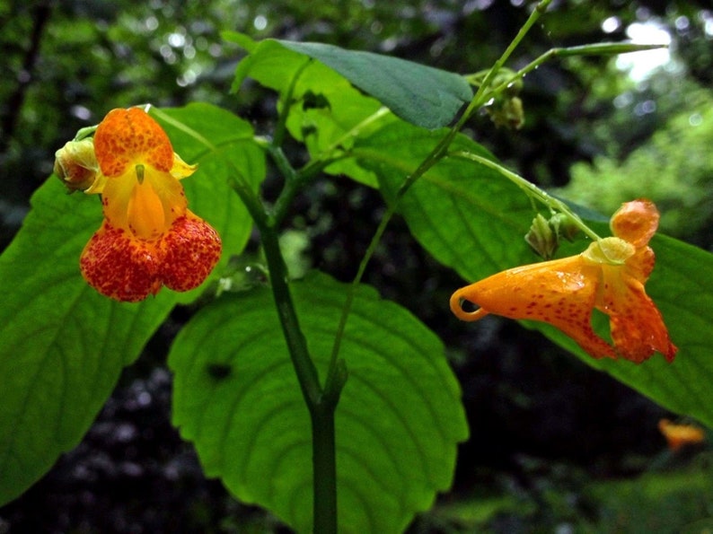 TOUCH ME NOT Jewelweed Impatiens Capensis Popping Orange Red - Etsy