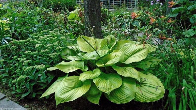 MASSIVE GIANT HOSTA Huge Large Thick Leaves Shade Bulk - Etsy