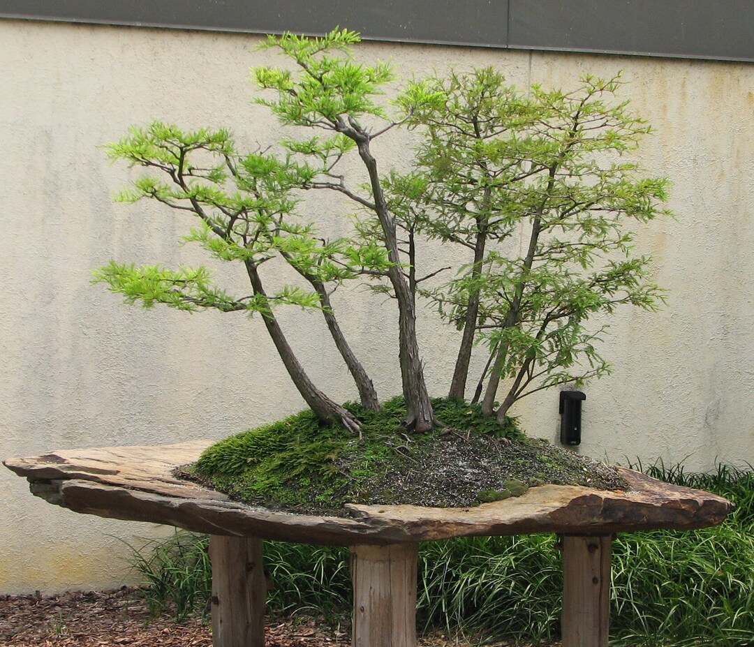 BONSAI BALD CYPRUS Taxodium Distichum 3 Rare Seeds - Etsy