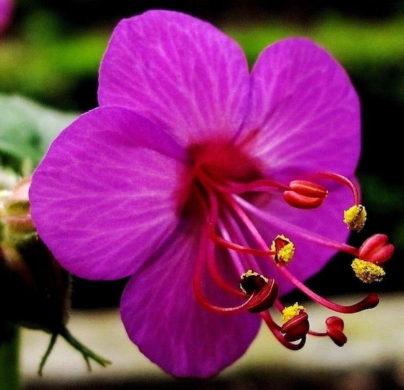 Red HARDY PERENNIAL GERANIUM Macrorrhizum Red Pink Flowers 8 - Etsy