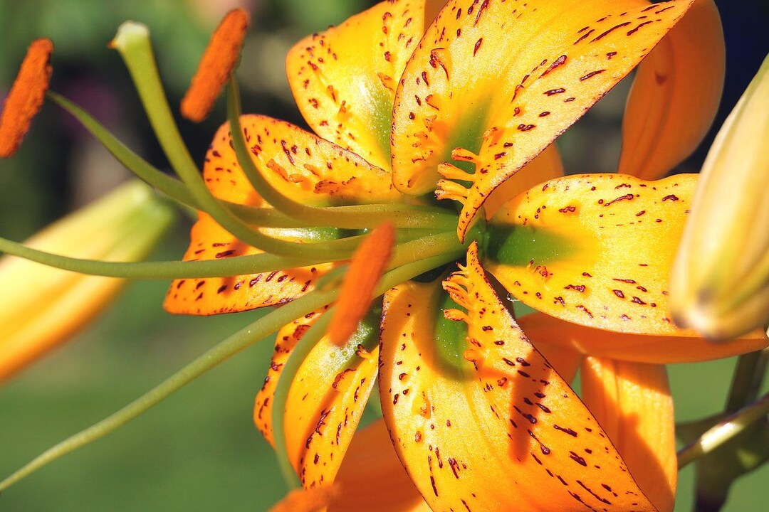 Huge! TIGER LILY Lilium Superbum Native Wildflower Turk's Cap Perennial ...