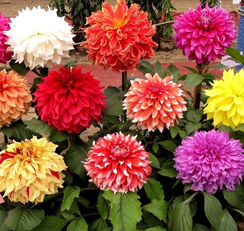 LARGE DOUBLE DAHLIA Dinnerplate Giant Huge Tall Grandiflora 10 | Etsy