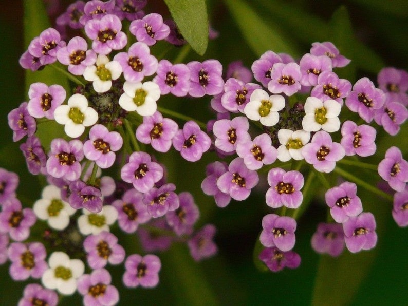Mix Colors SWEET ALYSSUM Fragrant Ground Cover Pink White | Etsy