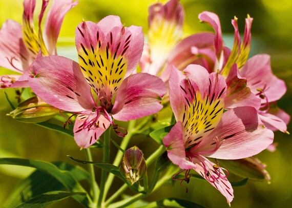 Pink Peruvian Lilies