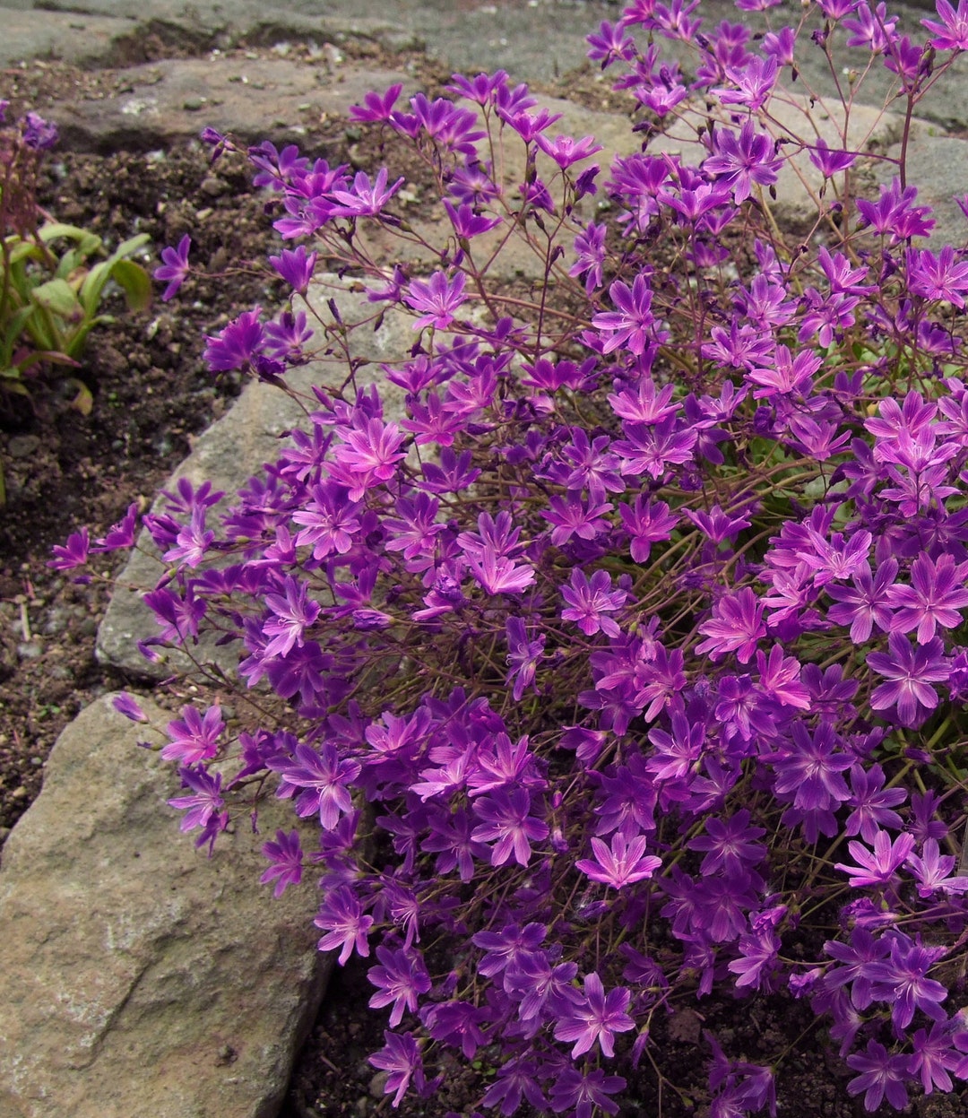 LEWISIA PURPLE-VIOLET Hardy Perennial Succulent Lewesia Cotyledon, 10 ...