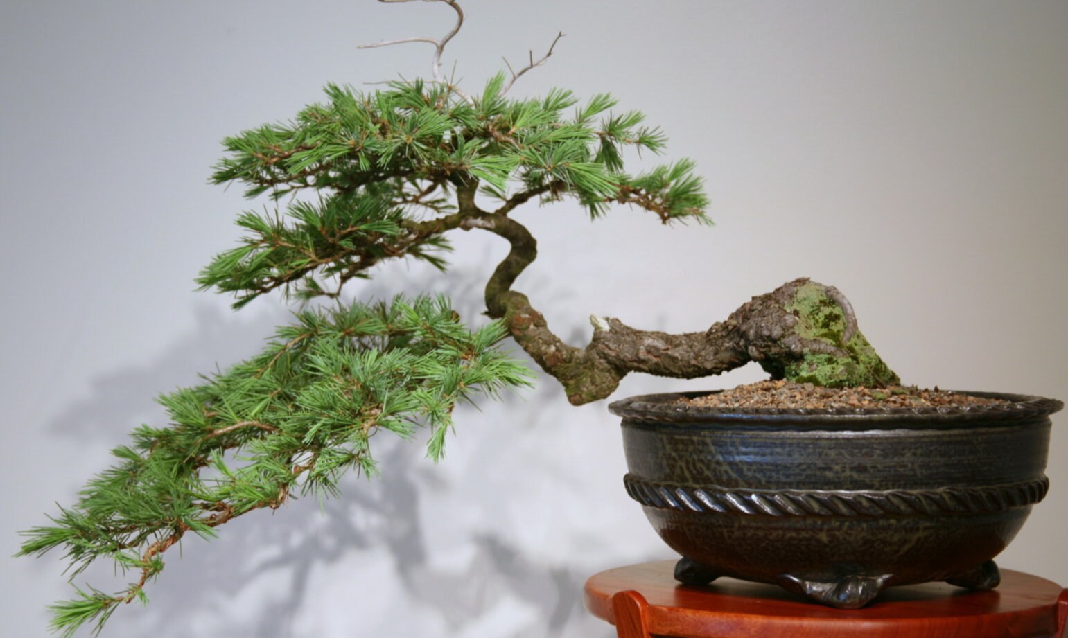 Deodar Cedar Bonsai