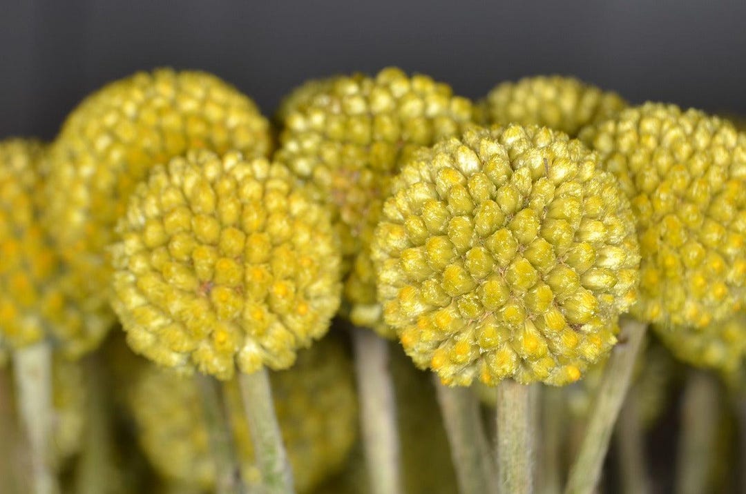 DRUMSTICK FLOWER Yellow Craspedia Globosa Round Ball Circle Crespedia ...