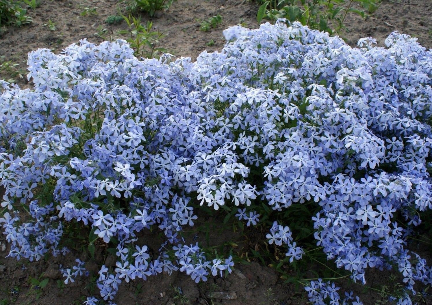 Rare WILD BLUE PHLOX Divaricata Shade Perennial Wildflower | Etsy