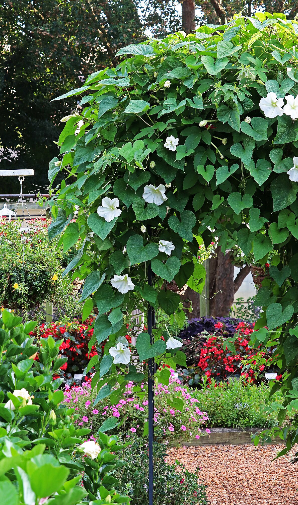 Huge MOONFLOWER MOON VINE Ipomoea Alba White Climbing 3 - Etsy