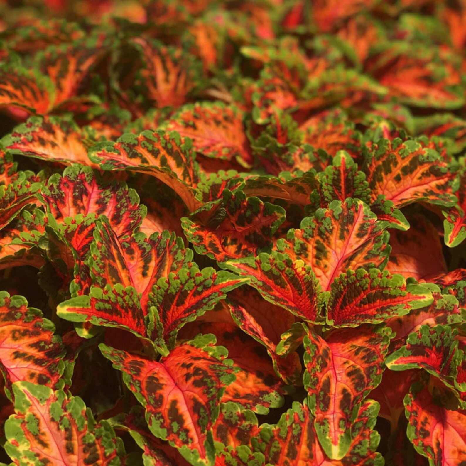 SUNRISE CORAL COLEUS Orange Red Yellow Shade Planters Pots 20 Seeds - Etsy